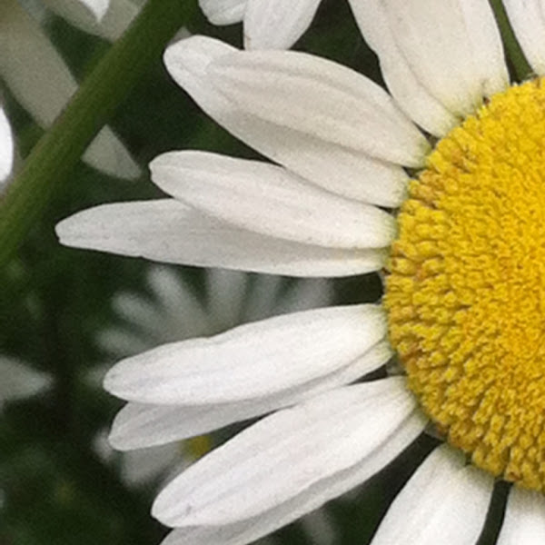Common Daisy | Project Noah