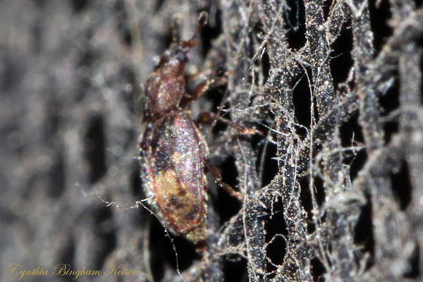 Sap-feeding Beetle | Project Noah