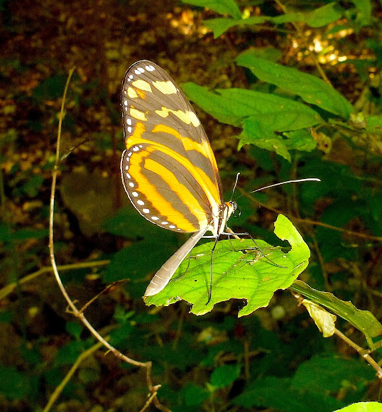 Heliconid Mimicry Complex - 4: Heliconoid Ticlear | Project Noah