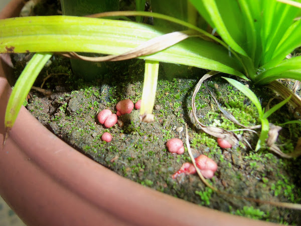 Unknown Spotting | Project Noah