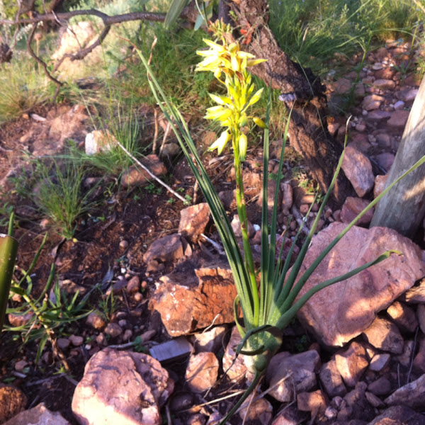 Gras Aalwyn | Project Noah