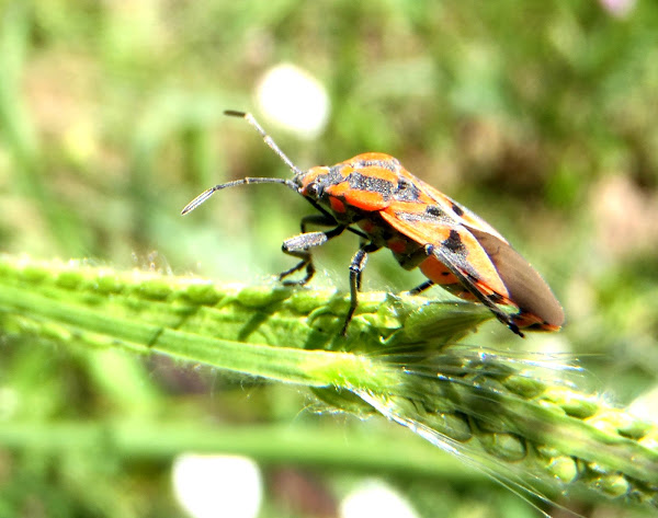 Chinche. Bug | Project Noah