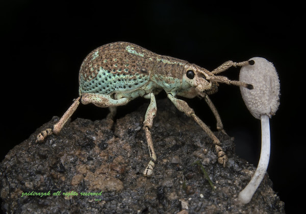 Broad-Nosed Weevil | Project Noah
