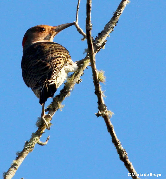 Northern flicker | Project Noah