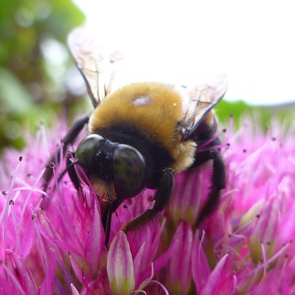 Bumble Bee | Project Noah