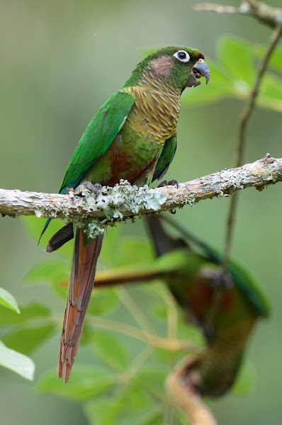Maroon-bellied parakeet | Project Noah