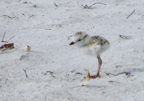 Snowy Plover chicks | Project Noah