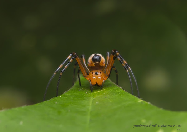 Pear-Shaped Leucauge Spider | Project Noah