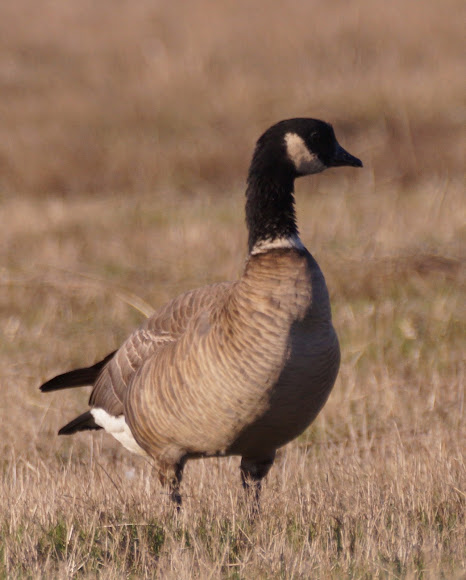 Aleutian Cackling Goose | Project Noah