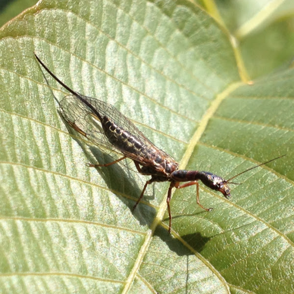 Snake fly | Project Noah