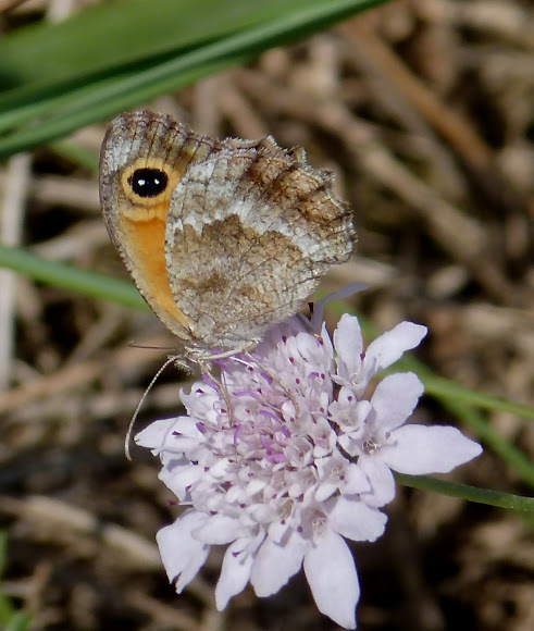 Southern Gatekeeper (female) | Project Noah