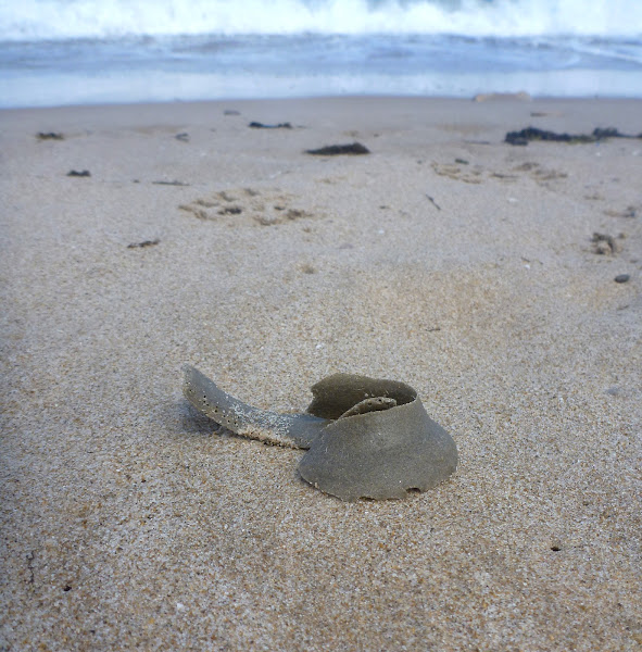 Sand collars of moon snails. Collar de arena | Project Noah