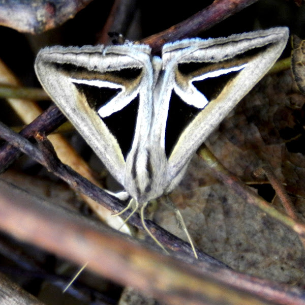 Semi Looper Moth | Project Noah