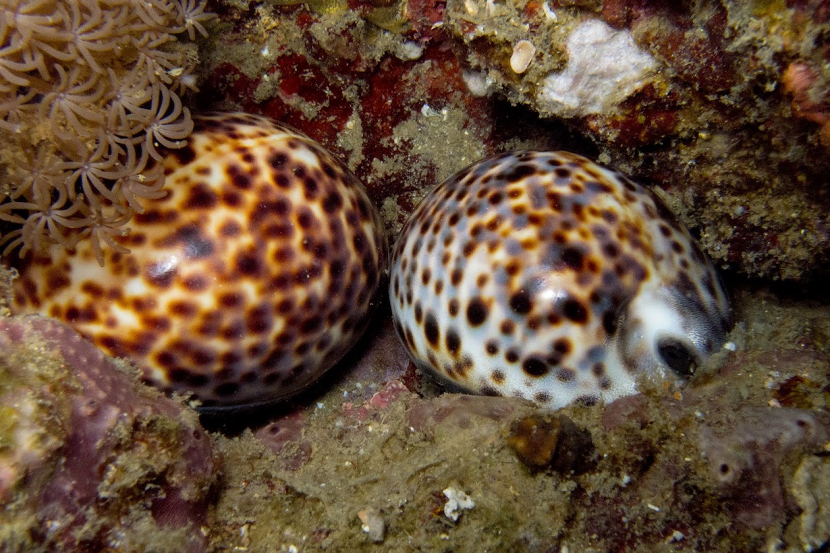 Tiger cowry | Project Noah
