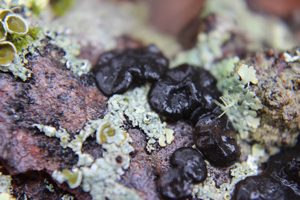Black Jelly Roll Fungus | Project Noah