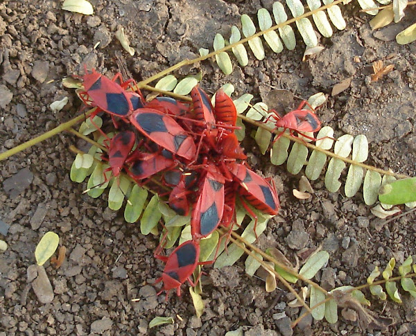 Red Cotton Bug | Project Noah