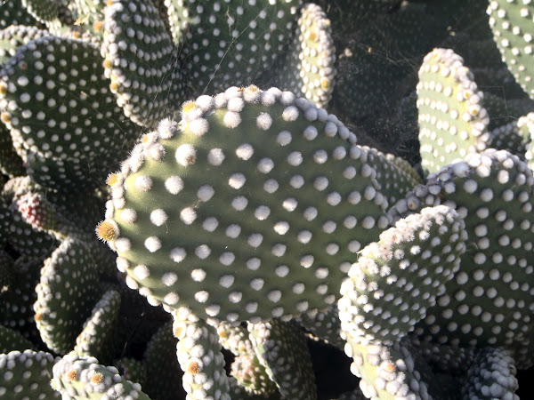 Cactus alas de ángel | Project Noah