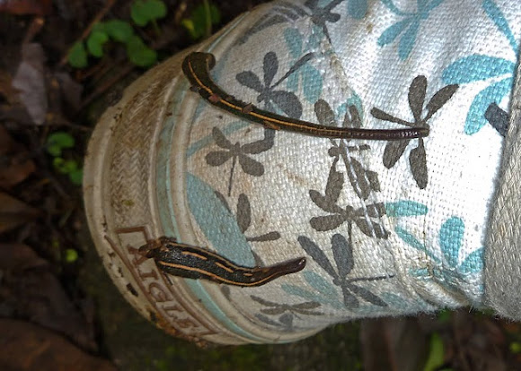 Leeches | Project Noah