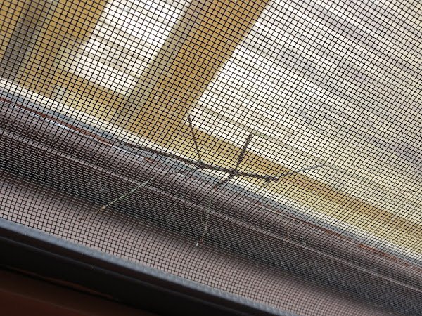 Common Walkingstick | Project Noah