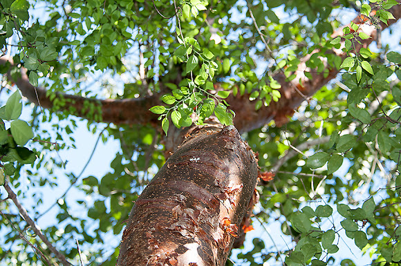 Gumbo-Limbo Tree | Project Noah