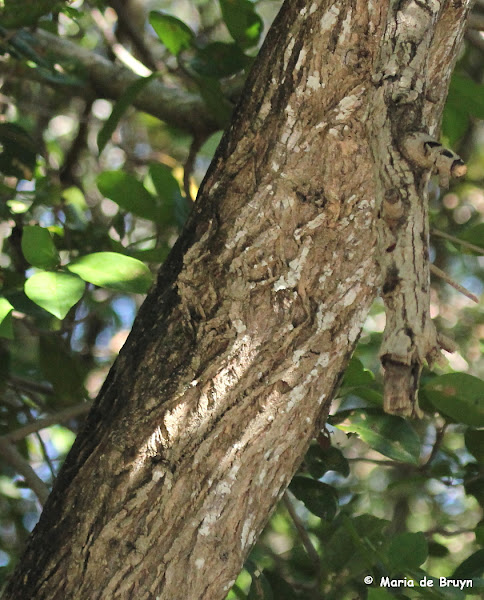 Geiger tree | Project Noah