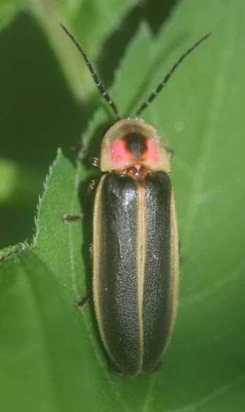 Firefly | Project Noah