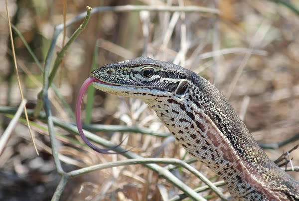 Sand Goanna or Gould's Monitor | Project Noah