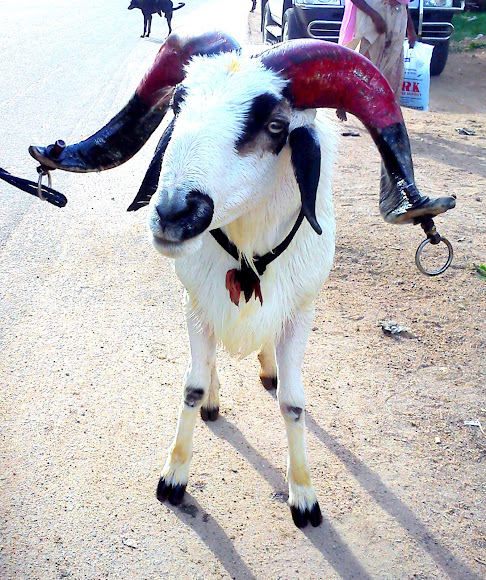 Indian Goat | Project Noah