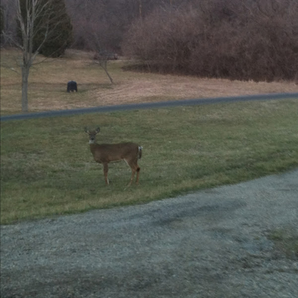 White-tailed deer | Project Noah
