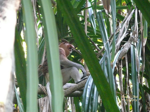 Long-nosed monkey | Project Noah