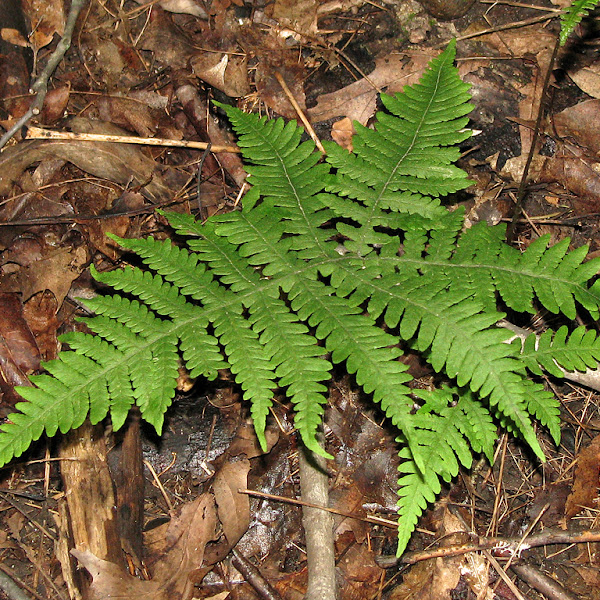 Ferns of Northeastern U.S. | Project Noah