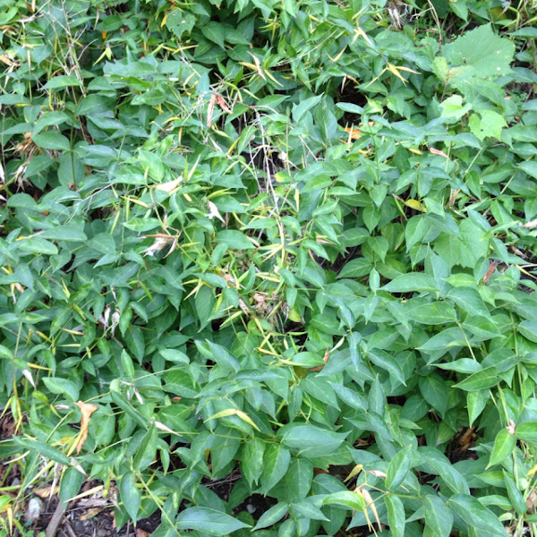 Ontario Invasive Species | Project Noah