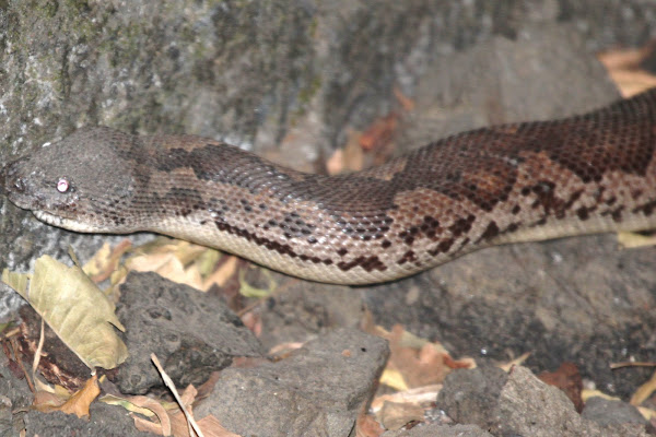 Common Indian Sand Boa | Project Noah