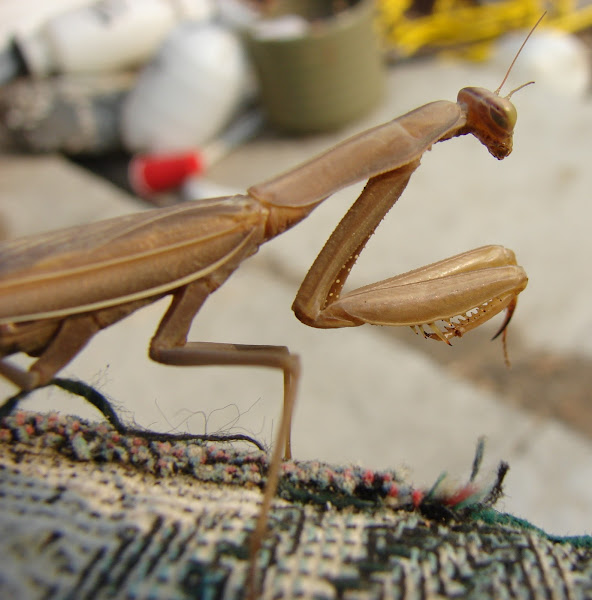 Tan praying mantis | Project Noah