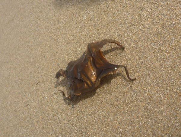 Huevo de raya. Egg ray | Project Noah