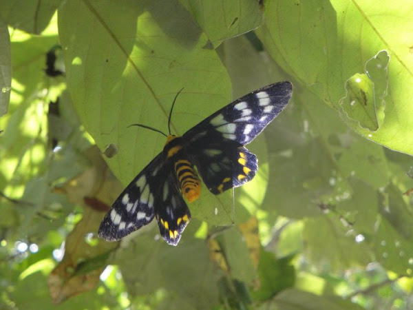 4 O'clock moth | Project Noah