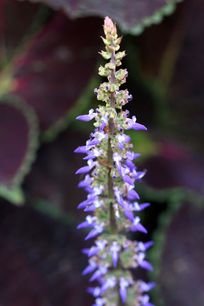 Coleus sp. | Project Noah