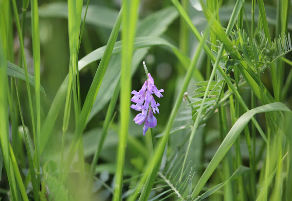 Tufted vetch | Project Noah
