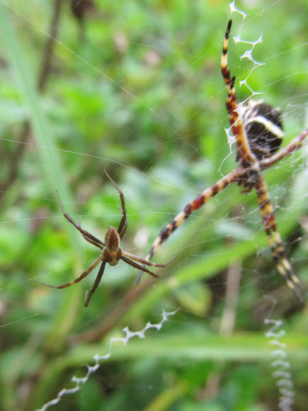 Silver Argiope (male) | Project Noah