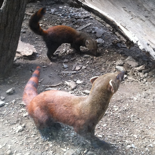 Ring tailed Mongoose | Project Noah