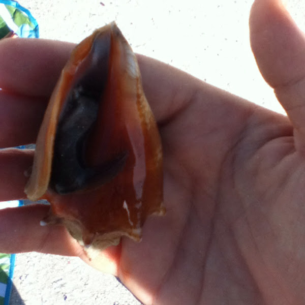 Florida Fighting Conch | Project Noah