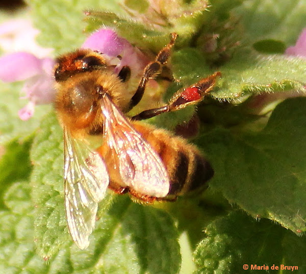 European honey bee | Project Noah