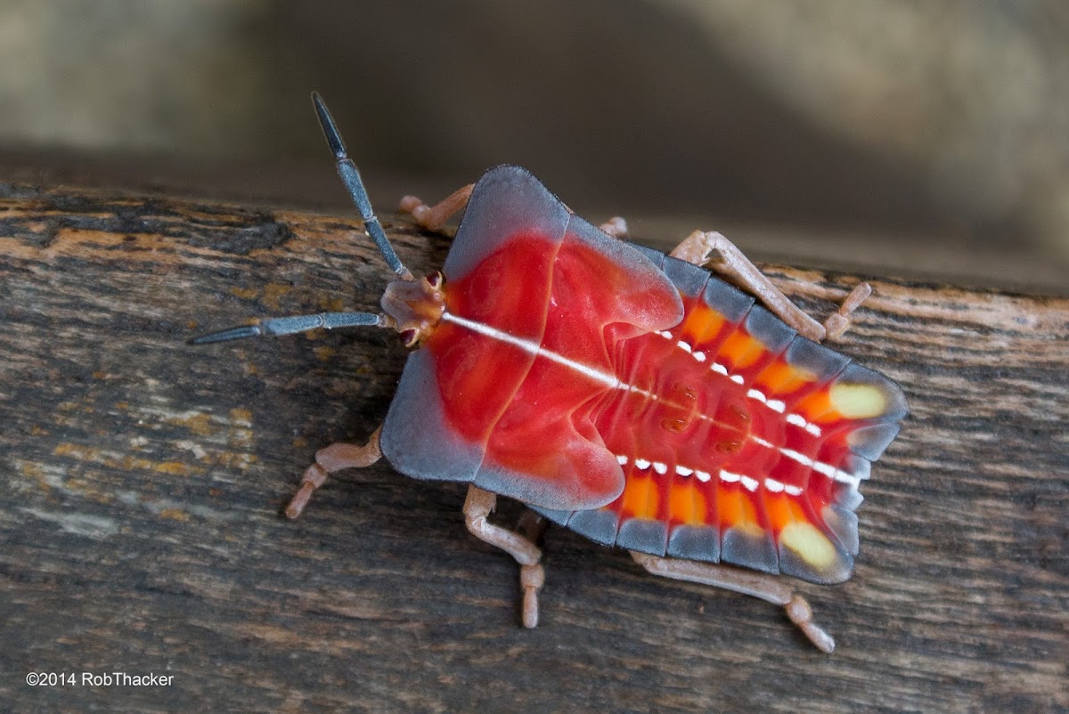 Lychee Giant Stink Bug nymph | Project Noah
