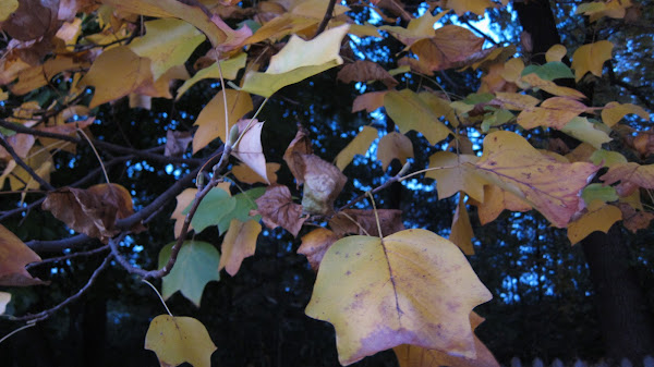 Chinese tulip tree | Project Noah