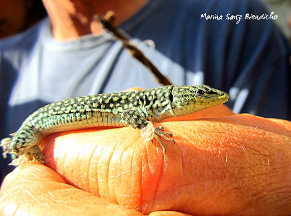Lagartija de Marruecos, Moroccan Rock Lizard | Project Noah