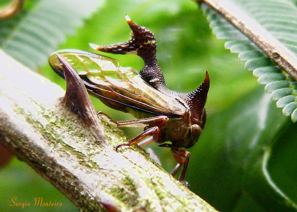 Horned treehopper | Project Noah