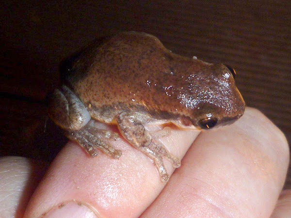 Desert Tree Frog | Project Noah