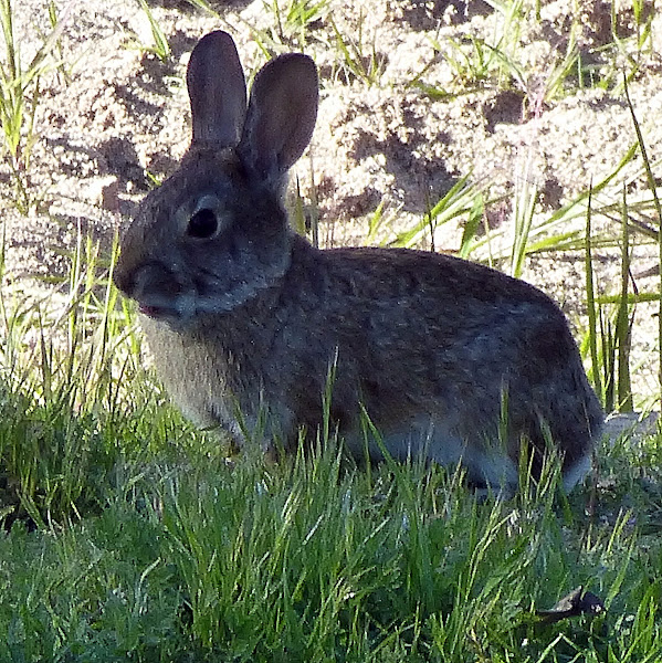 Brush Rabbit | Project Noah