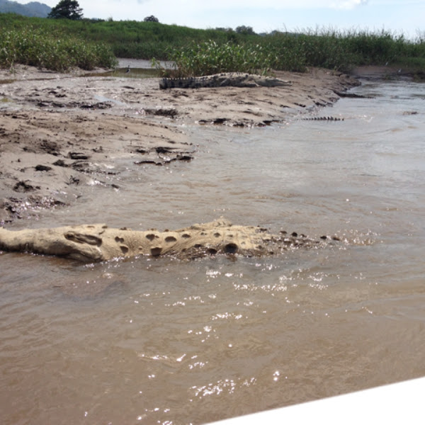 Crocodile | Project Noah