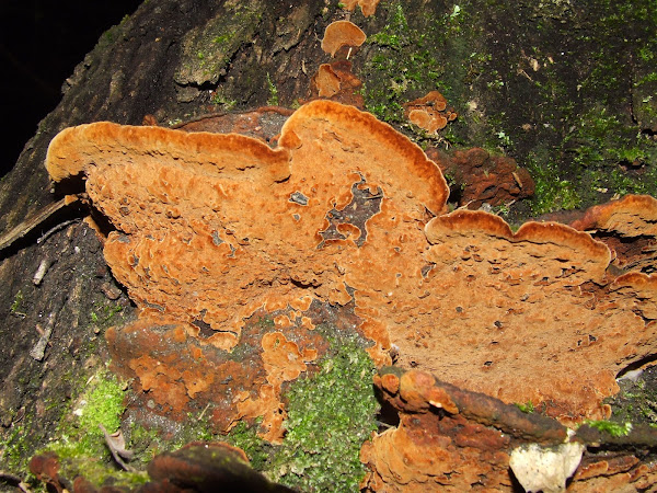 Bracket fungus | Project Noah